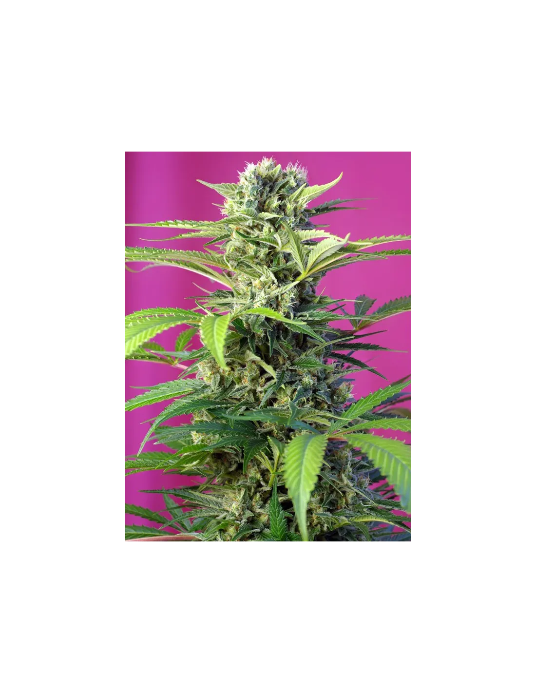 Chem Beyond Diesel CBD