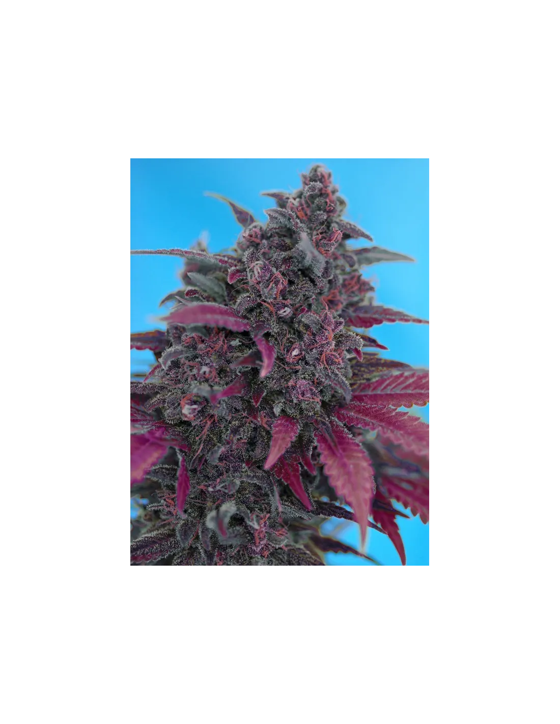 Dark Devil Auto® - Sweet Seeds®