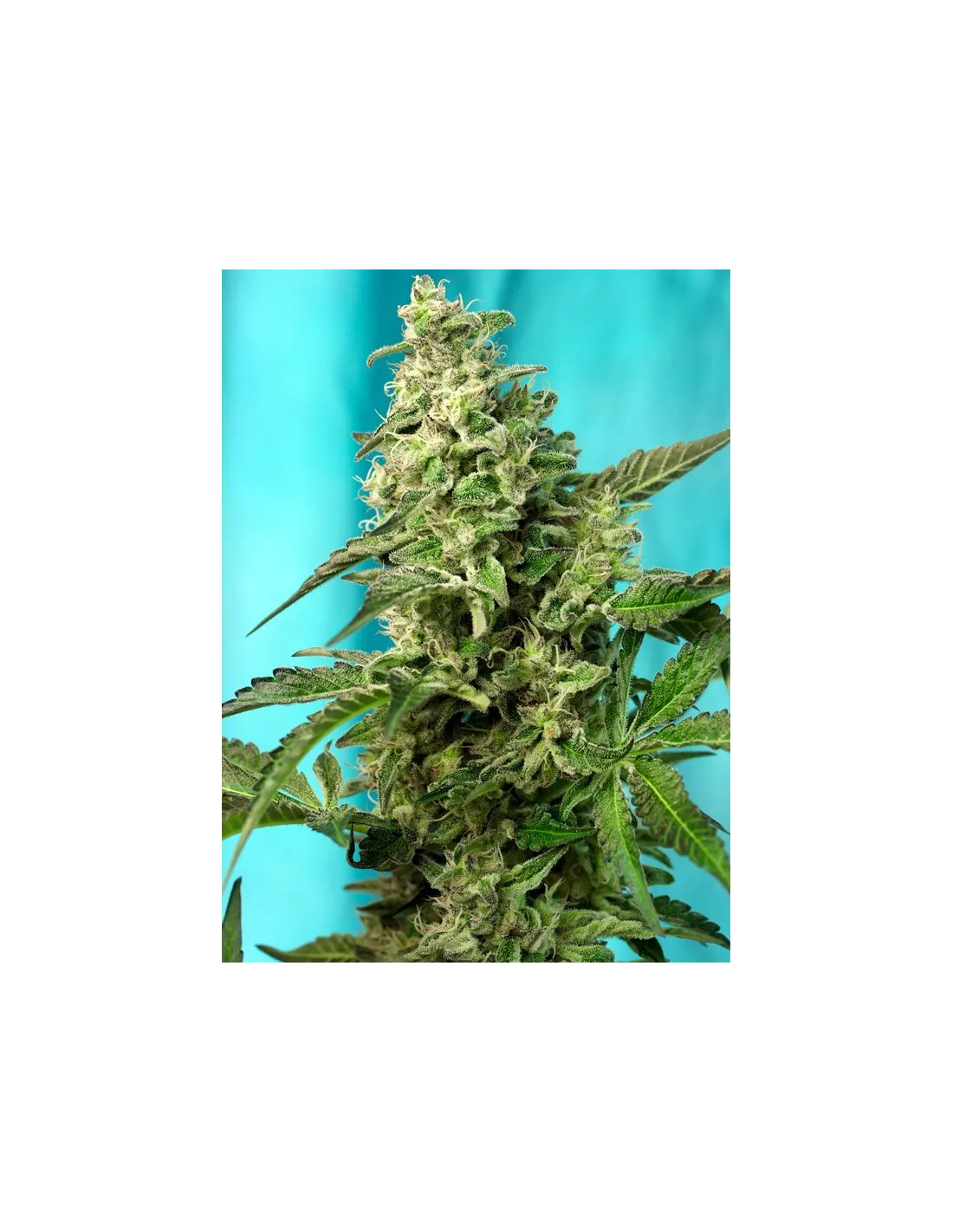 Green Poison F1 Fast Version® - Sweet Seeds®