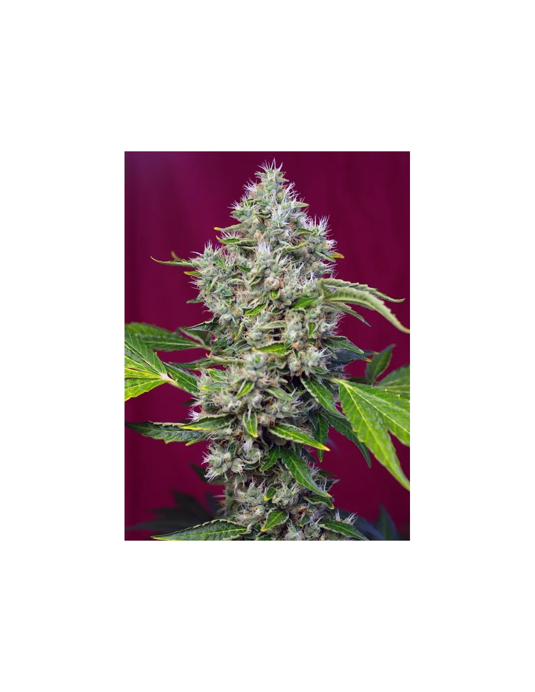 San Fernando Lemon Kush® | Sweet Seeds