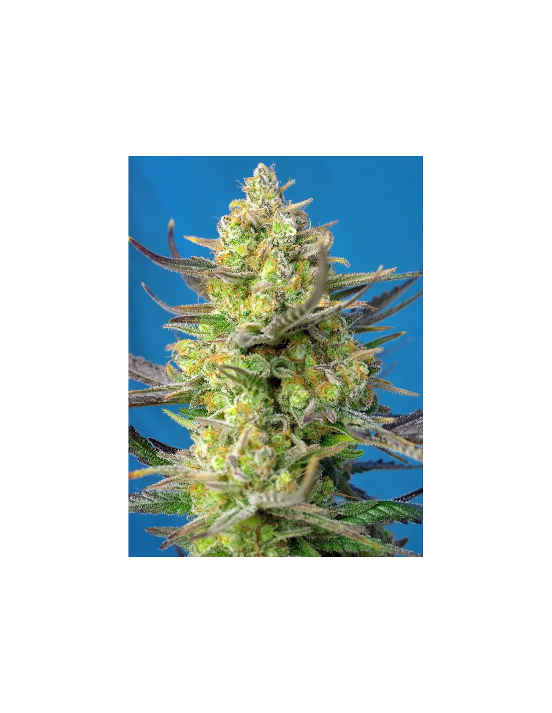 Sweet Cheese XL Auto®