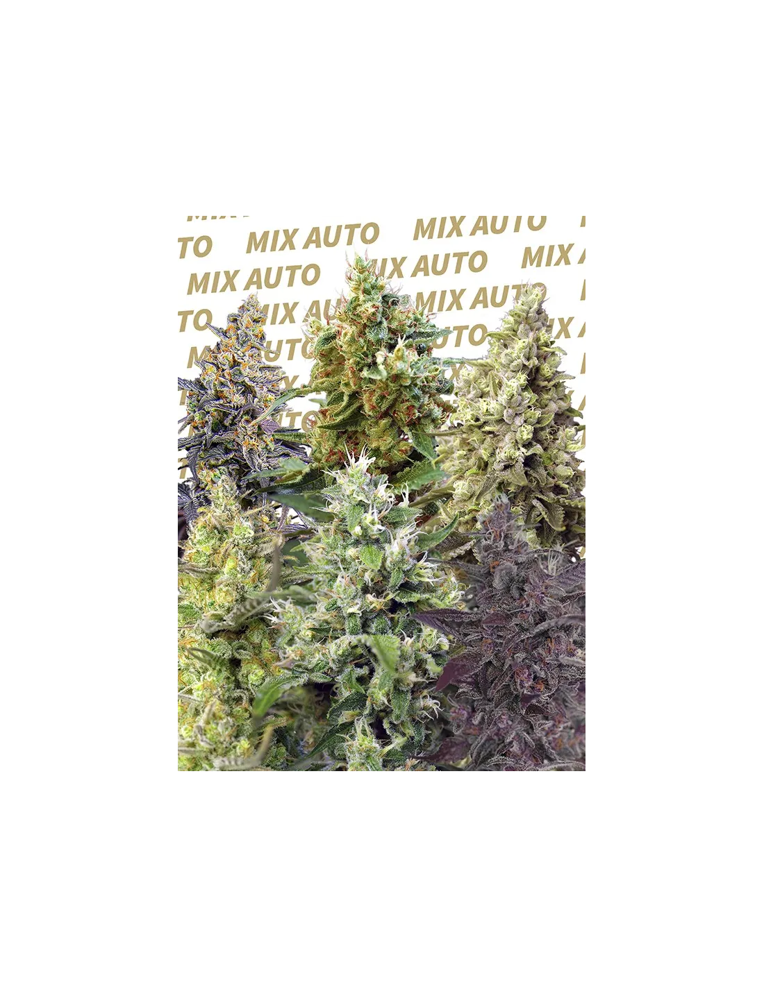 Autoflower cannabis seeds - Sweet Seeds®