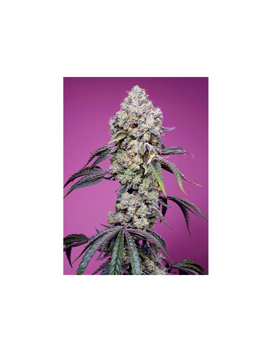 Sweet Mandarine Z F1 Fast Version®