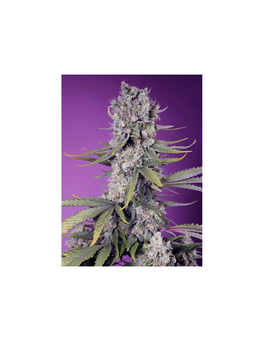 Papaya Zoap F1 Fast Version® - Sweet Seeds®