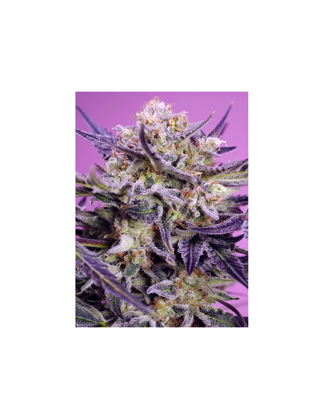 Pink Guava F1 Fast Version® - Sweet Seeds®