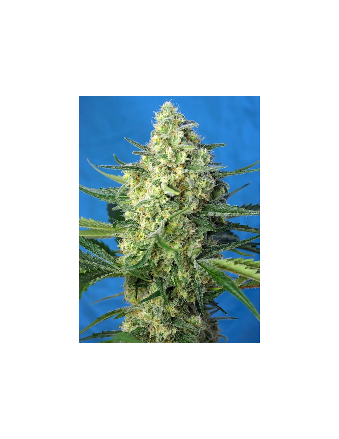 Comprar Semillas Autoflorecientes Online | Sweet Seeds®