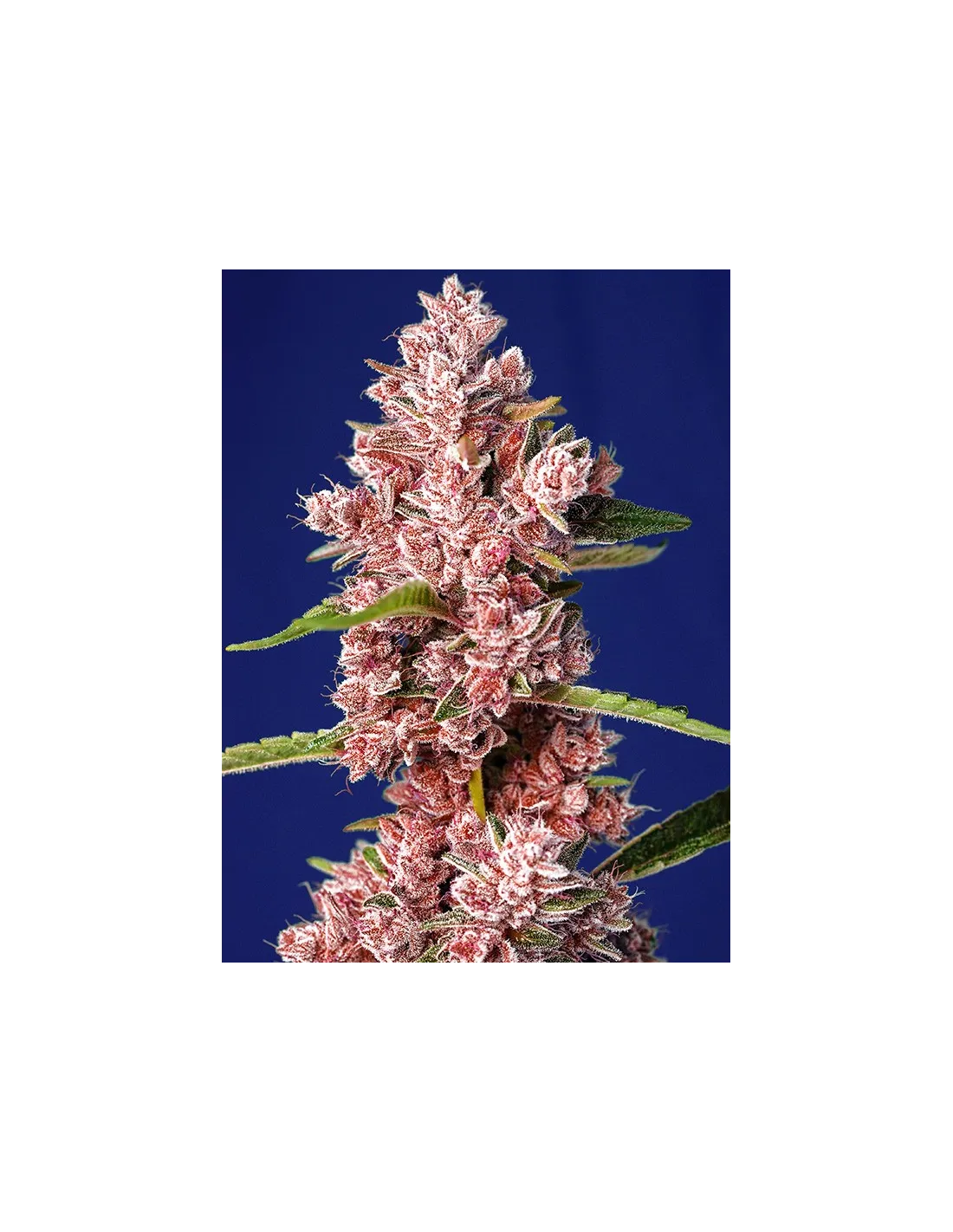 Tropicanna Poison F1 Fast Version® - Sweet Seeds®