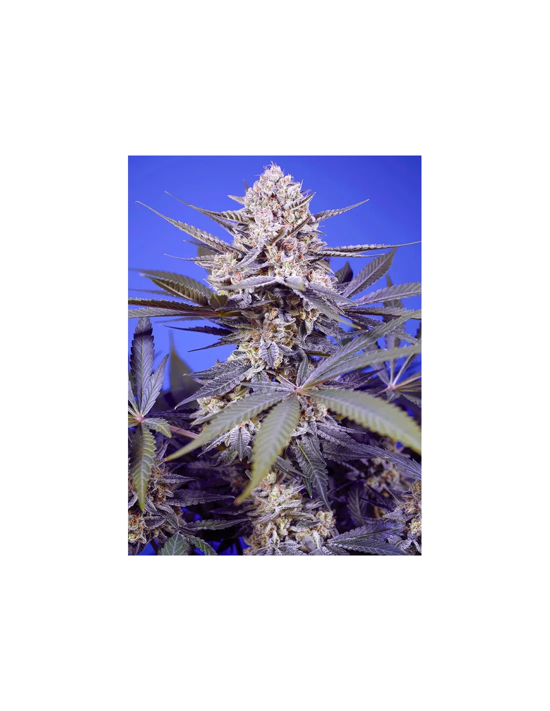 Pineapple Slush XL Auto® - Sweet Seeds®